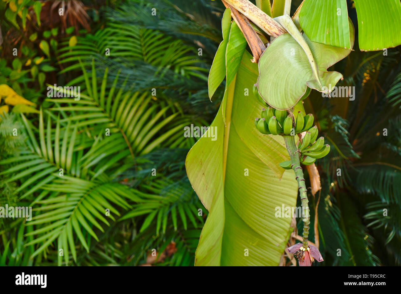 Palm banana tree hi-res stock photography and images - Alamy