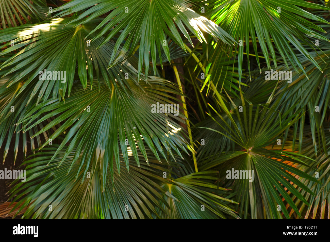 Palm tree natural background. Natural texture and backgrounds ...