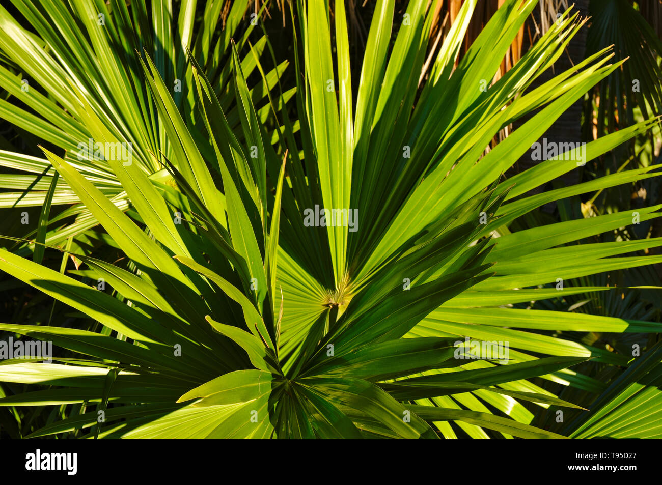 Palm tree natural background. Natural texture and backgrounds ...