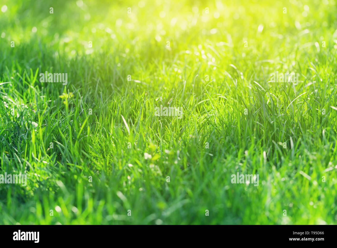 Green grass field sunny background Stock Photo - Alamy