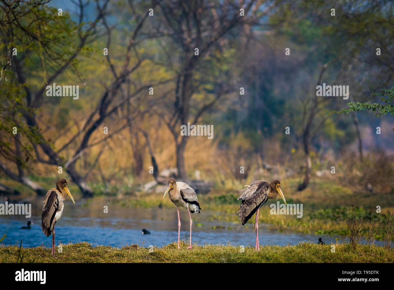 A nature painting and beautiful wall decor scenery which is pleasing to ...