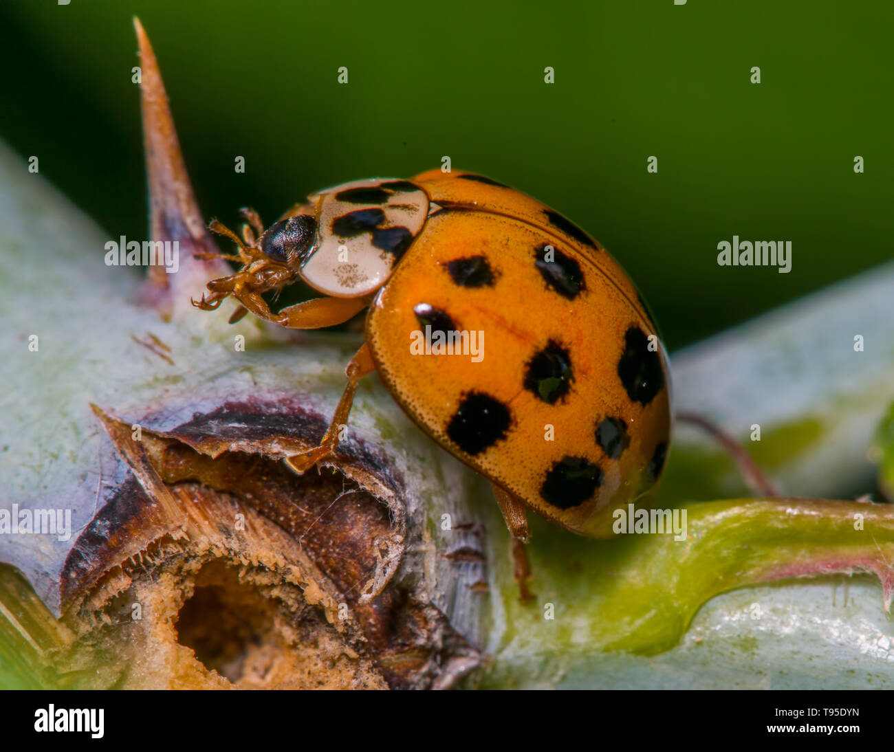 Leaf eating lady beetle hi-res stock photography and images - Alamy