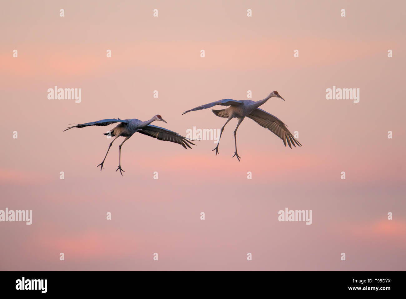 Sandhill cranes in flight with red and blue sky and clouds at dusk ...