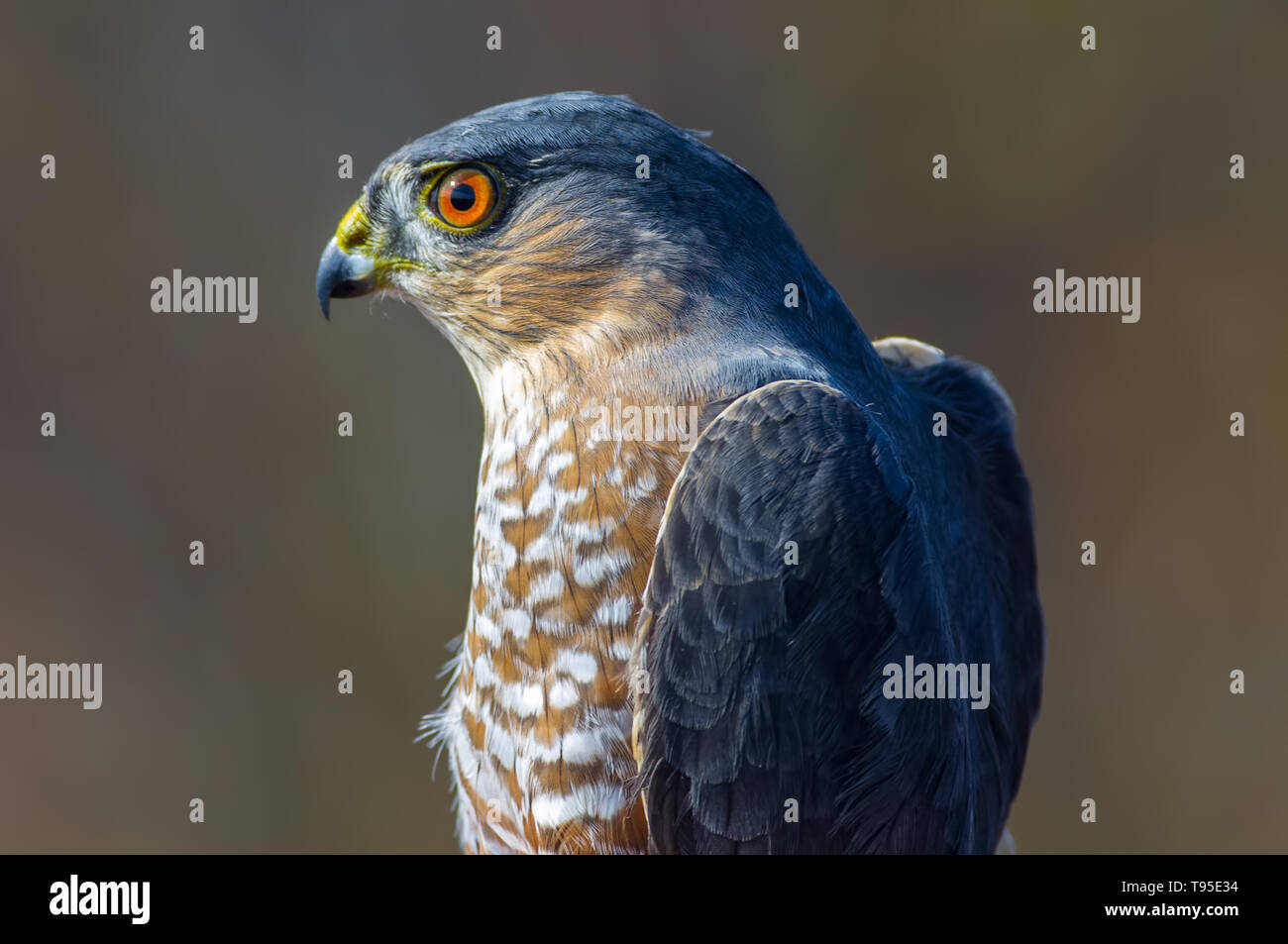 Hawk ridge observatory hi-res stock photography and images - Alamy