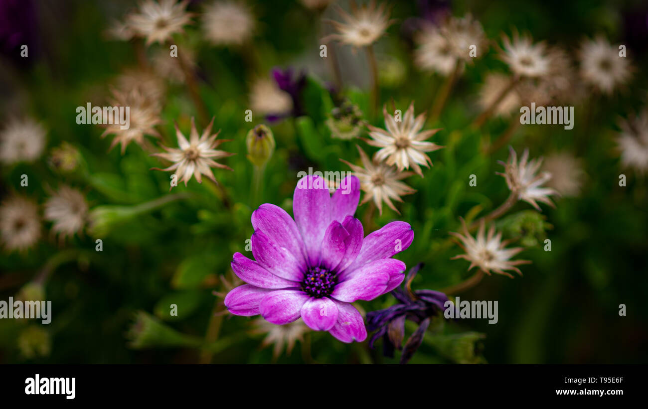 Beverly Hills Flora Stock Photo - Alamy