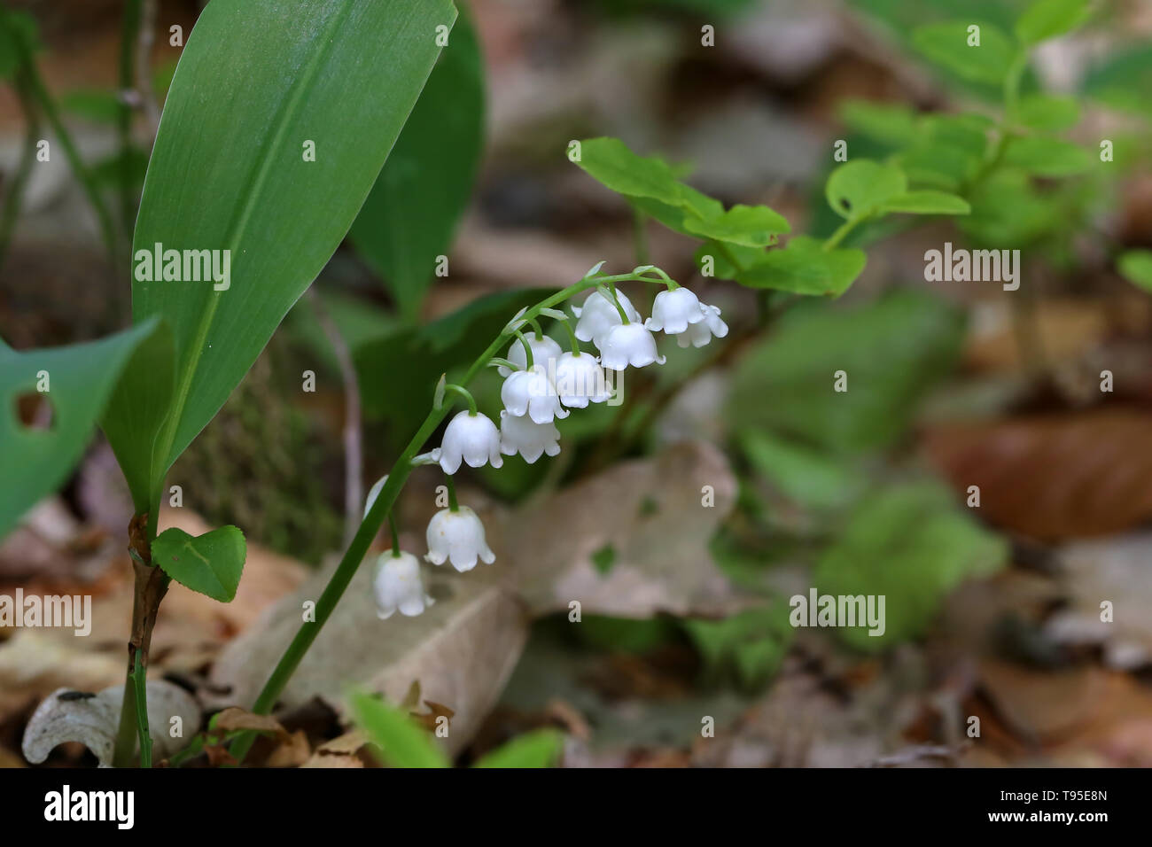 Lily of the valley flower in spring garden Stock Photo - Alamy