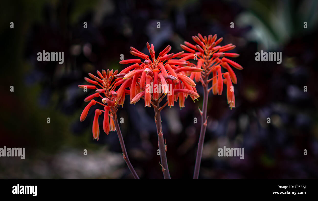 Beverly Hills Flora Stock Photo - Alamy