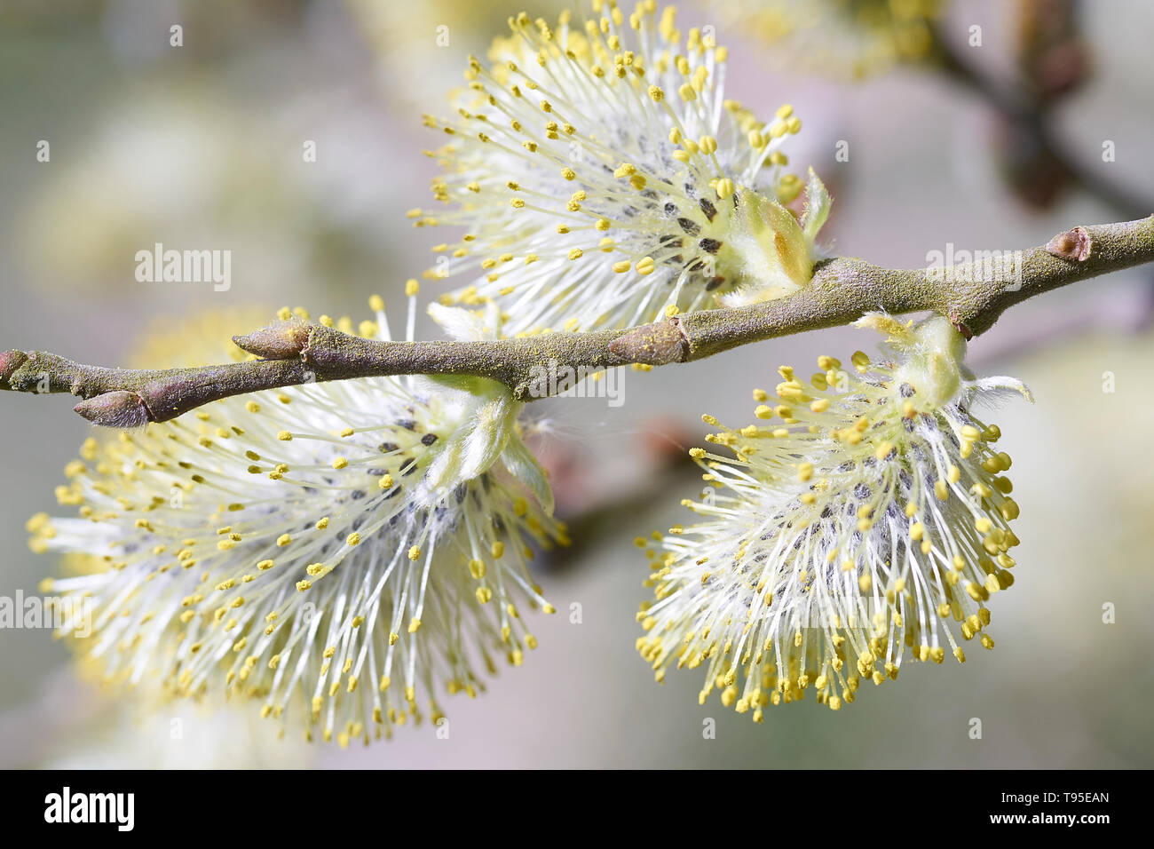Goat Willow Salix caprea catkins Stock Photo - Alamy