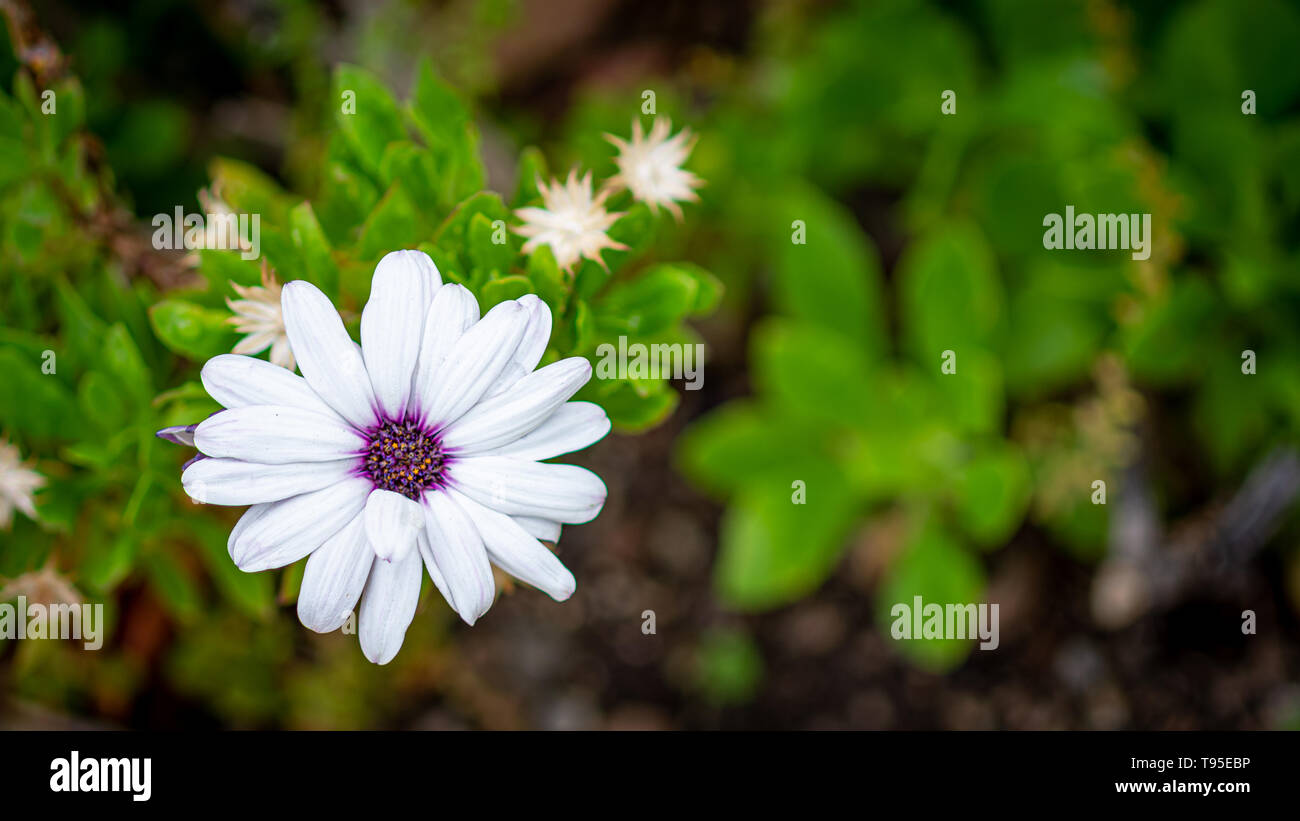 Beverly Hills Flora Stock Photo - Alamy