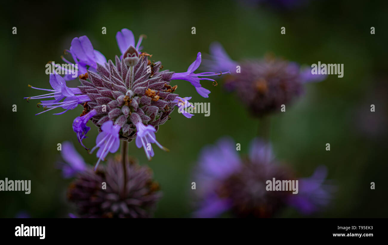Beverly Hills Flora Stock Photo - Alamy