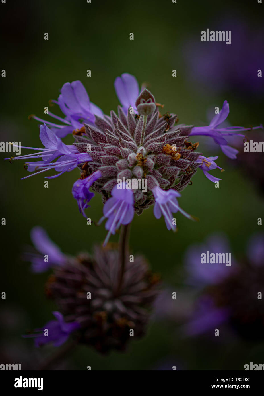 Beverly Hills Flora Stock Photo - Alamy