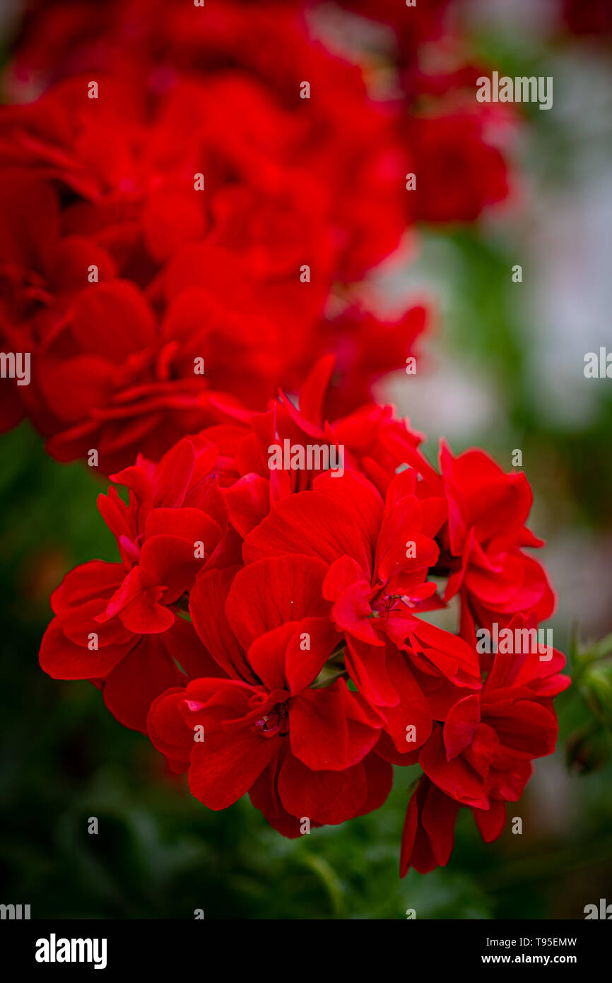 Beverly Hills Flora Stock Photo - Alamy