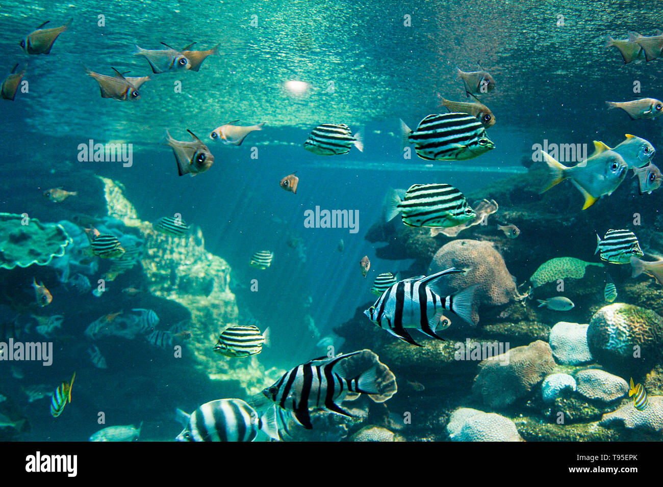 Perth, Western Australia / Australia - 23/01/2013 : AQWA Aquarium of ...