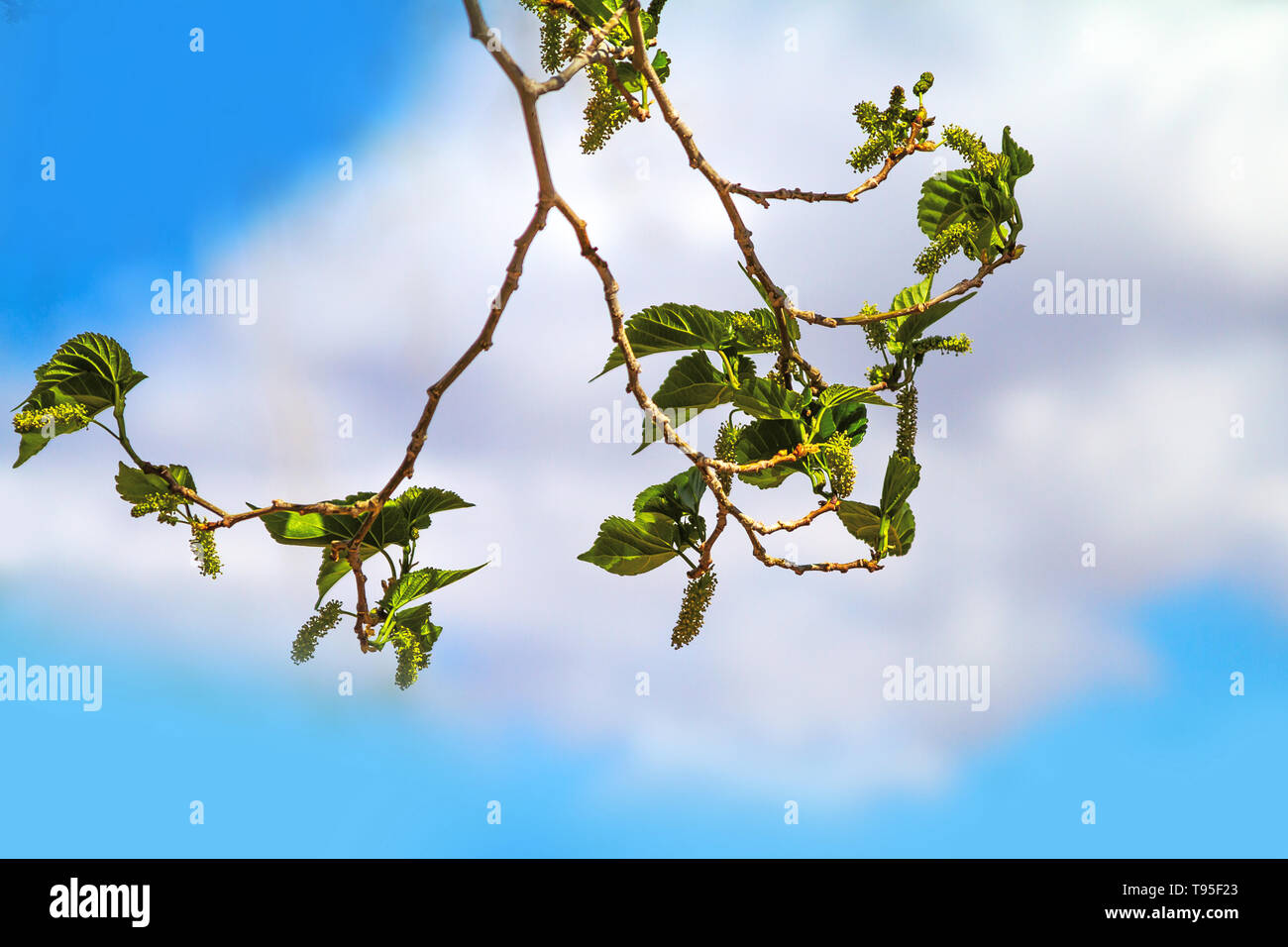 Tree Branch Growth in the Spring Season Stock Photo - Alamy