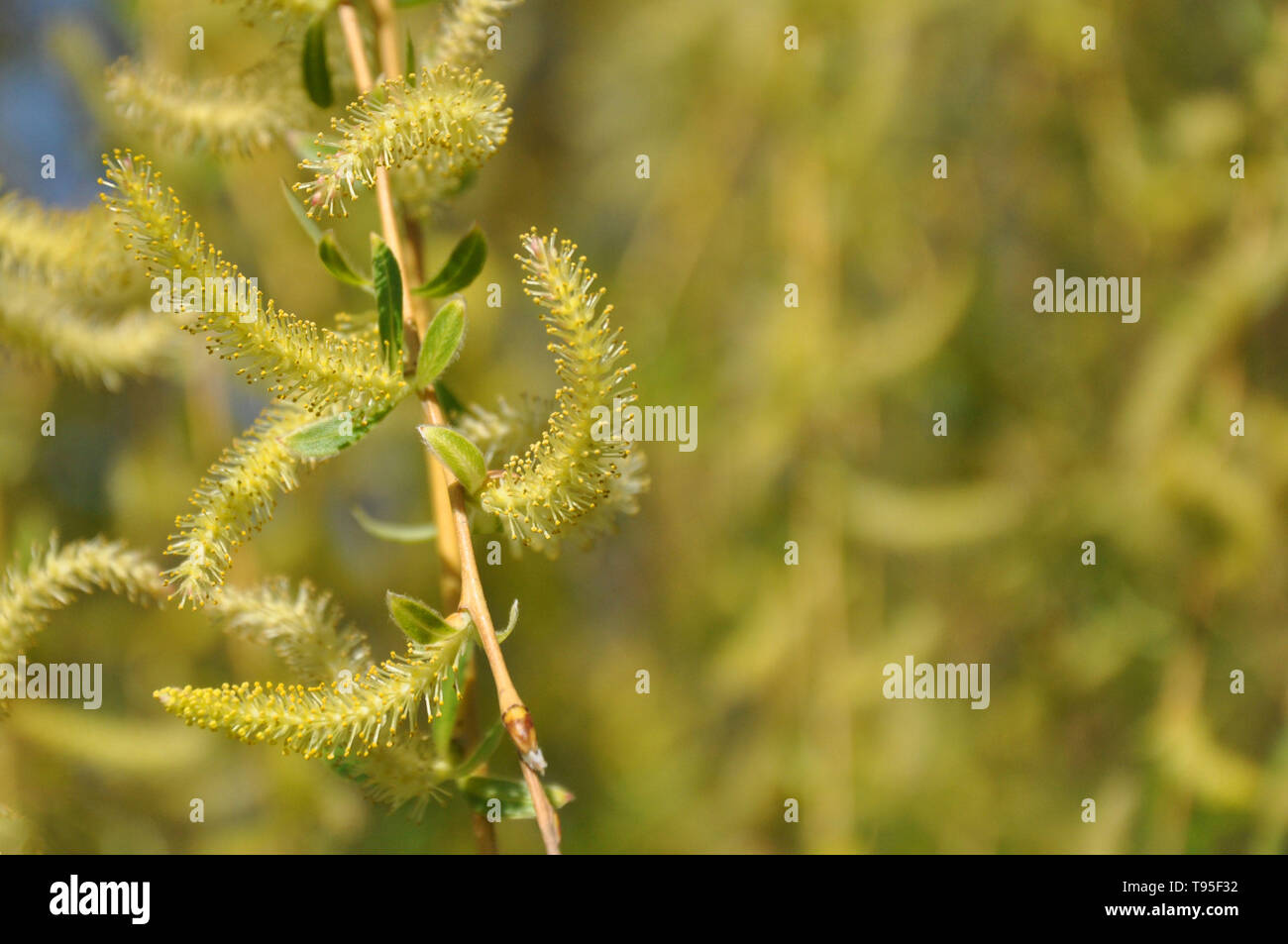 Kidney spring hi-res stock photography and images - Alamy