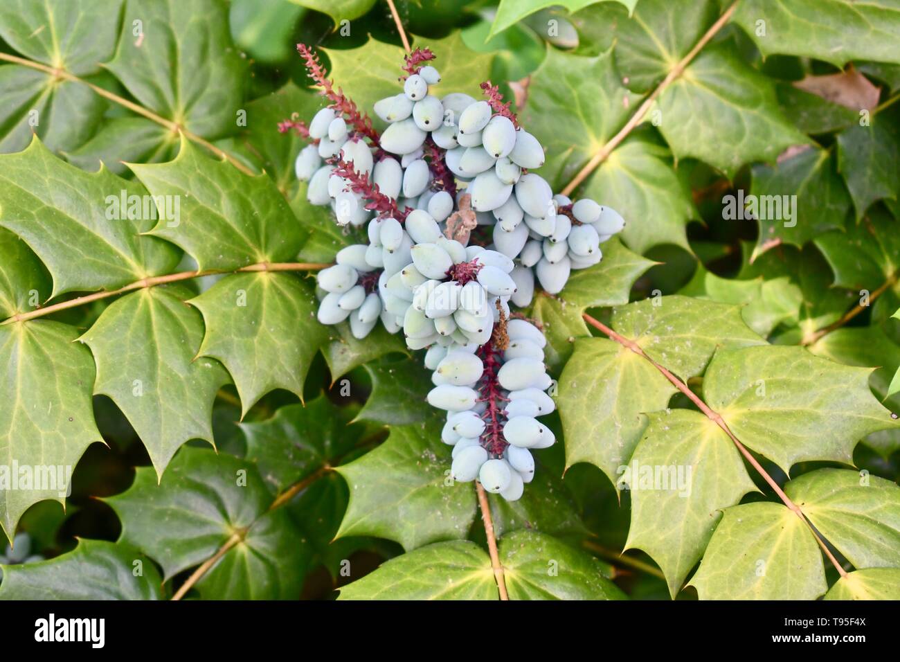 Grape ivy hi-res stock photography and images - Alamy