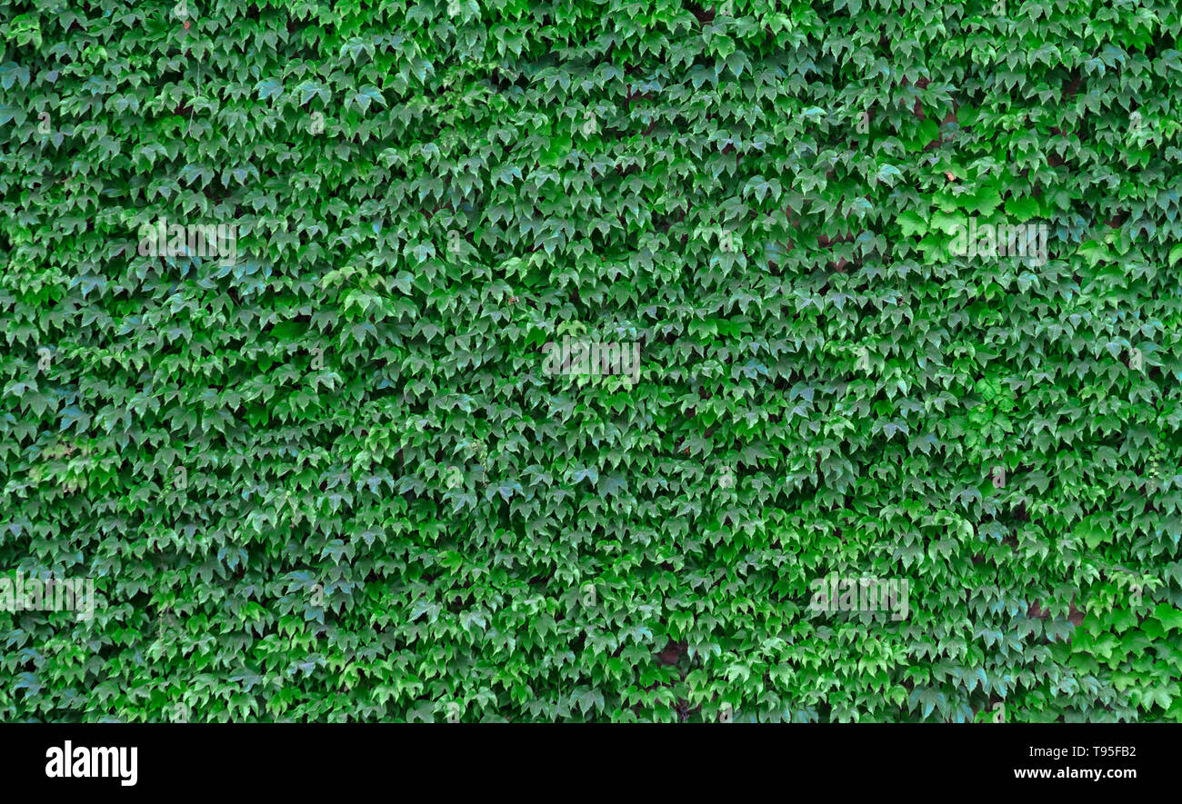 Green Ivy Wall Stock Photo - Alamy