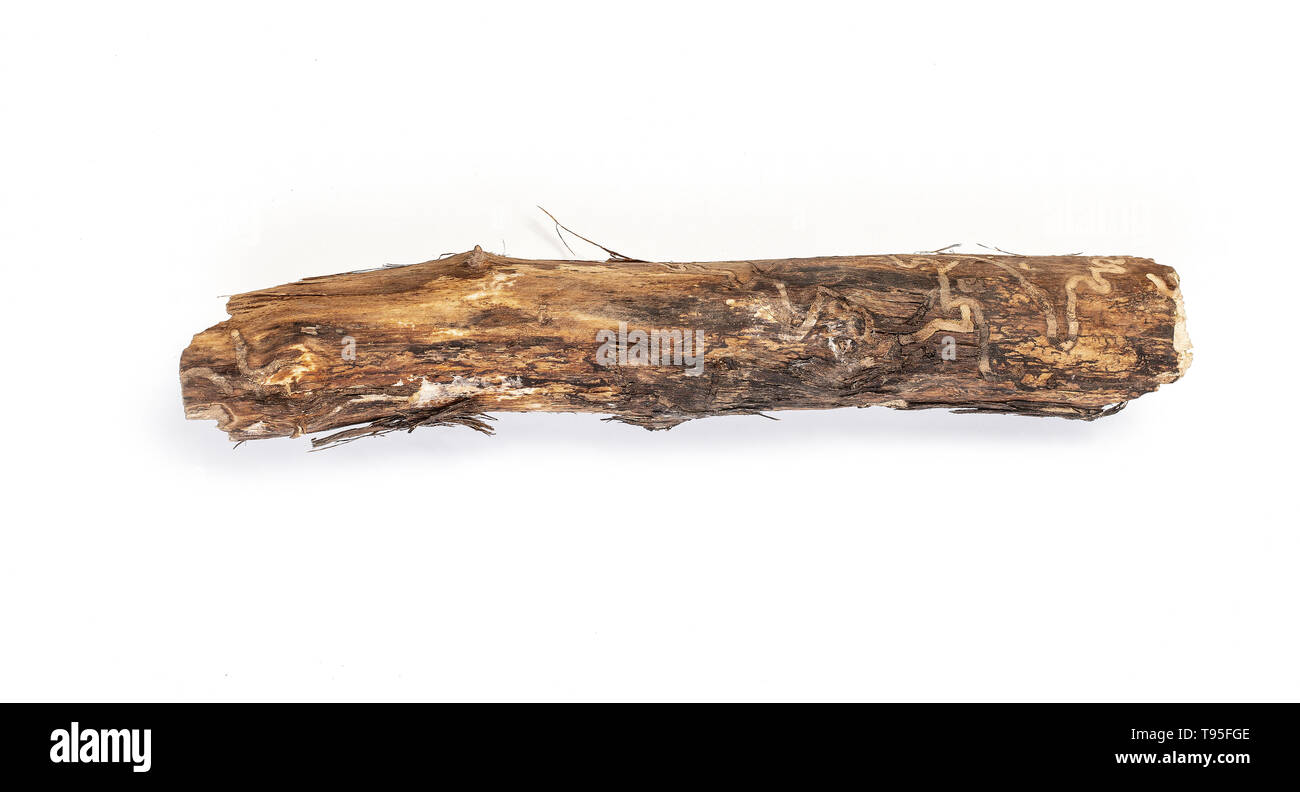 Tree stick isolated on white background Stock Photo - Alamy