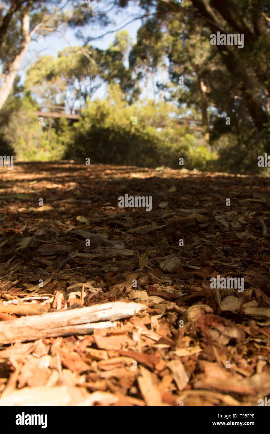 Australian forest wildlife sign hi-res stock photography and images - Alamy