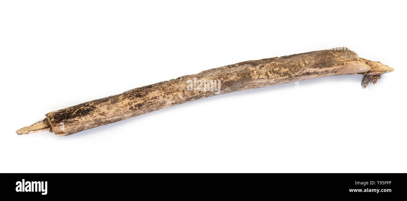 Tree stick isolated on white background Stock Photo - Alamy
