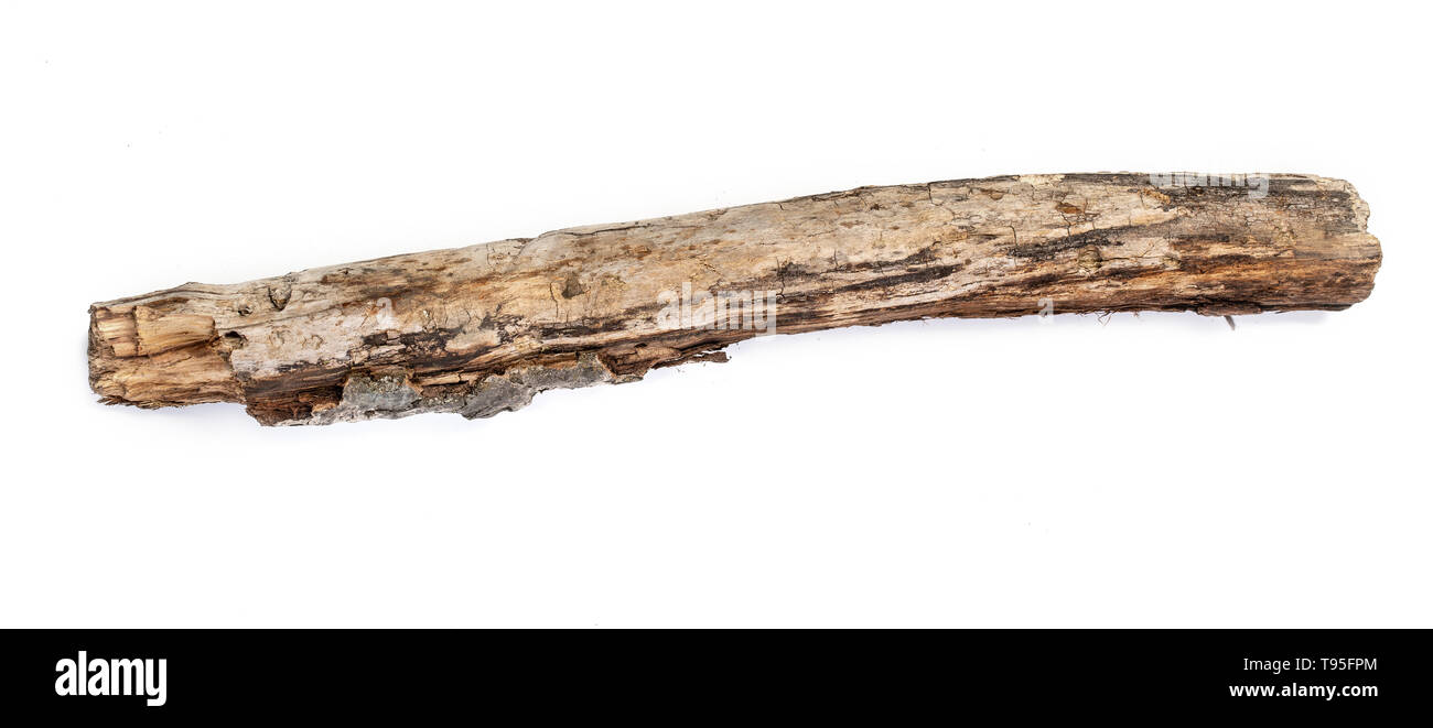 Tree stick isolated on white background Stock Photo - Alamy
