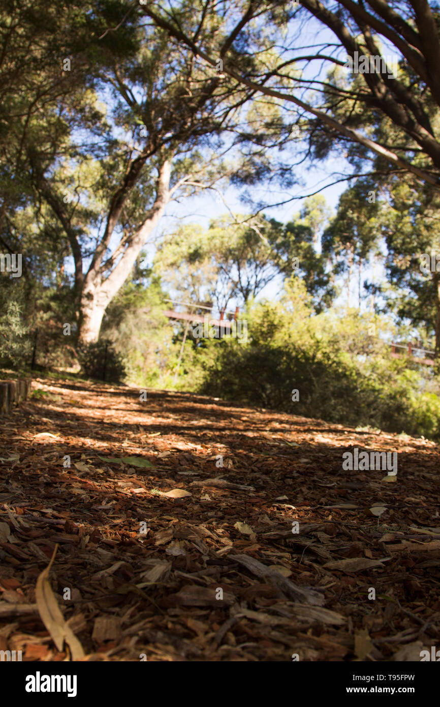 Beautiful Forest path with leaf in floor, Perth, Australia Stock Photo ...