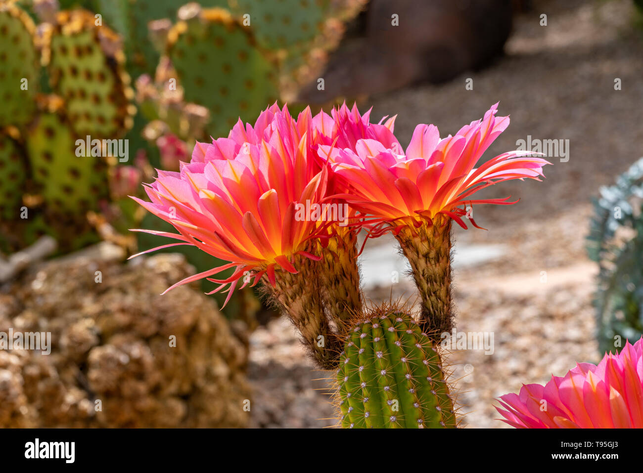 Argentine Giant Cactus High Resolution Stock Photography and Images - Alamy