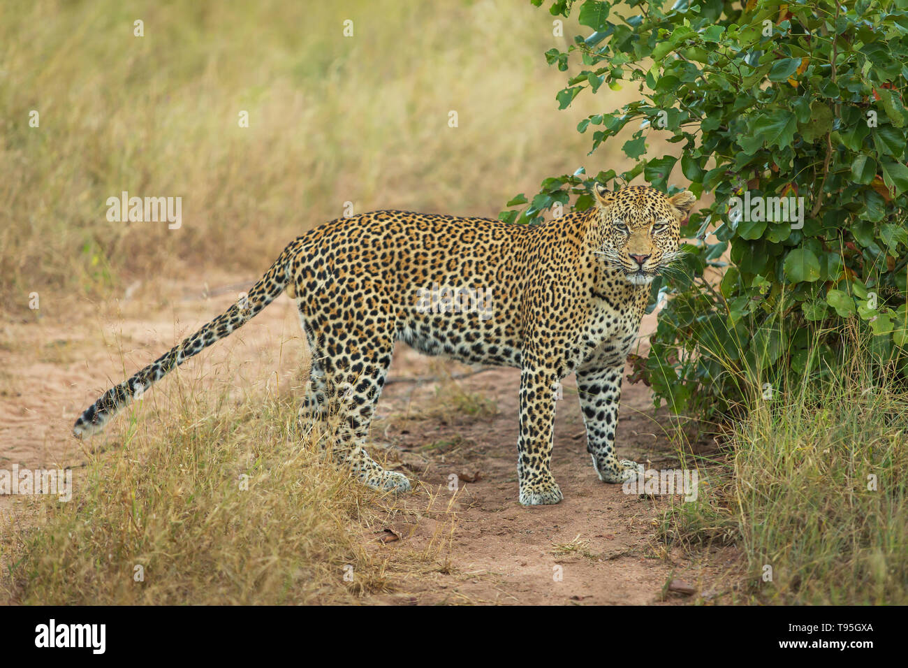 Leopards of the Greater Kruger Park, South Africa Stock Photo - Alamy