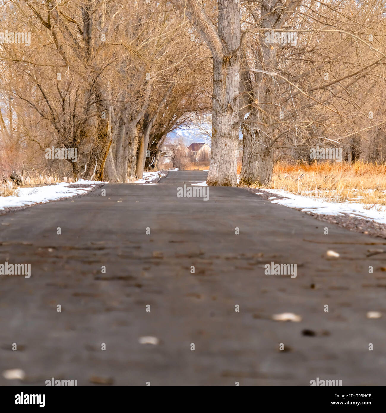 Clear Square Paved road amid a snowy terrain with tall leafless ...