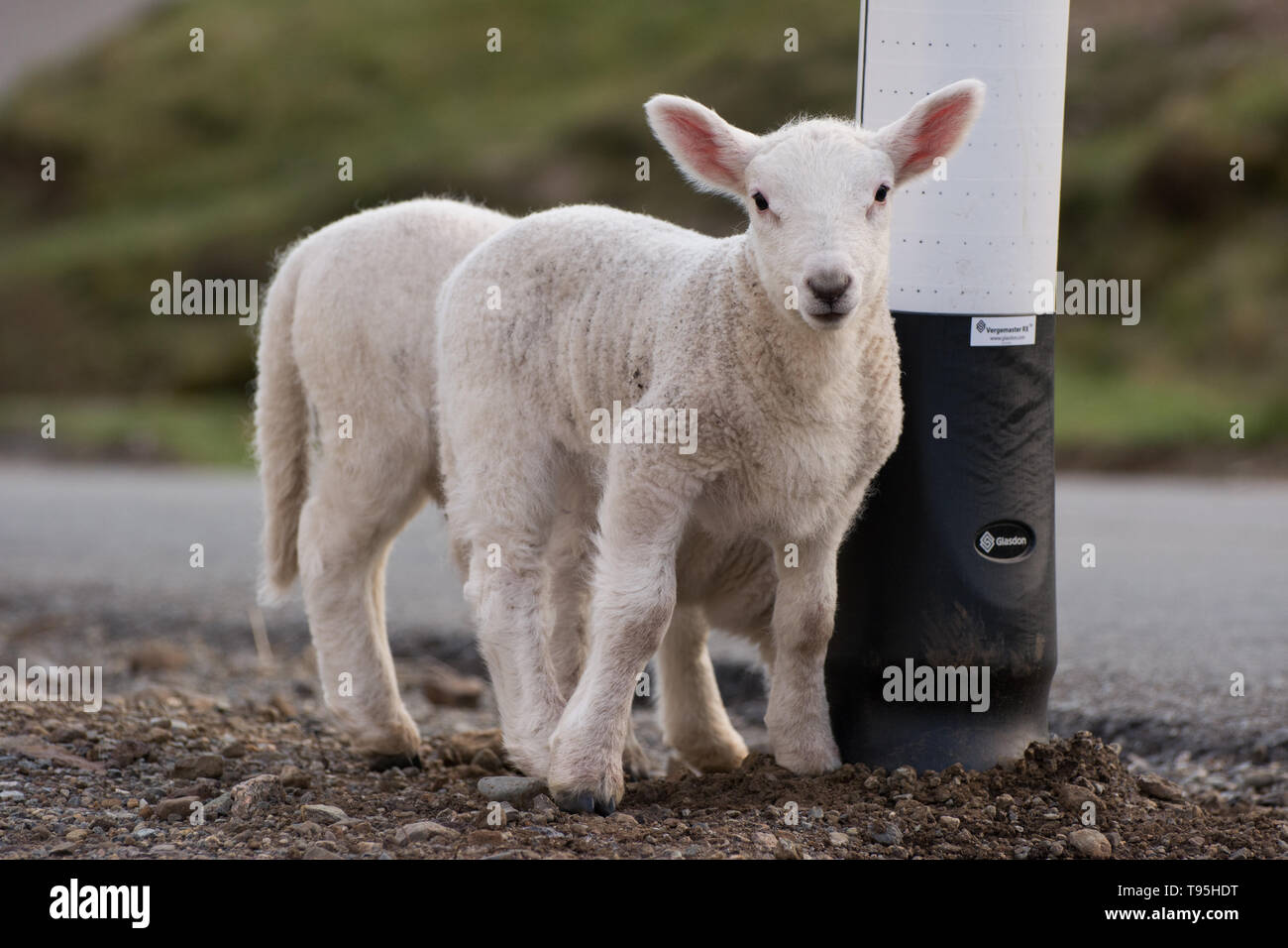 Cute Scottish lamb Stock Photo - Alamy