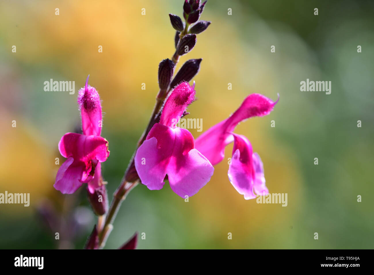 Pink salvia hi-res stock photography and images - Alamy