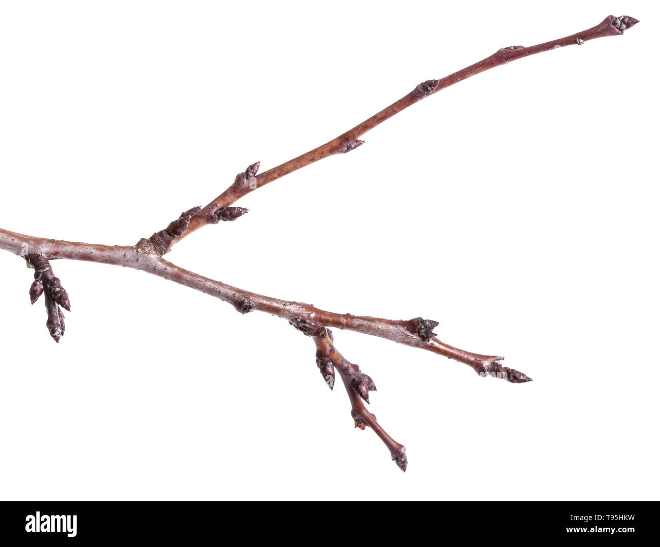 Dry tree branches isolated on white Stock Photo - Alamy