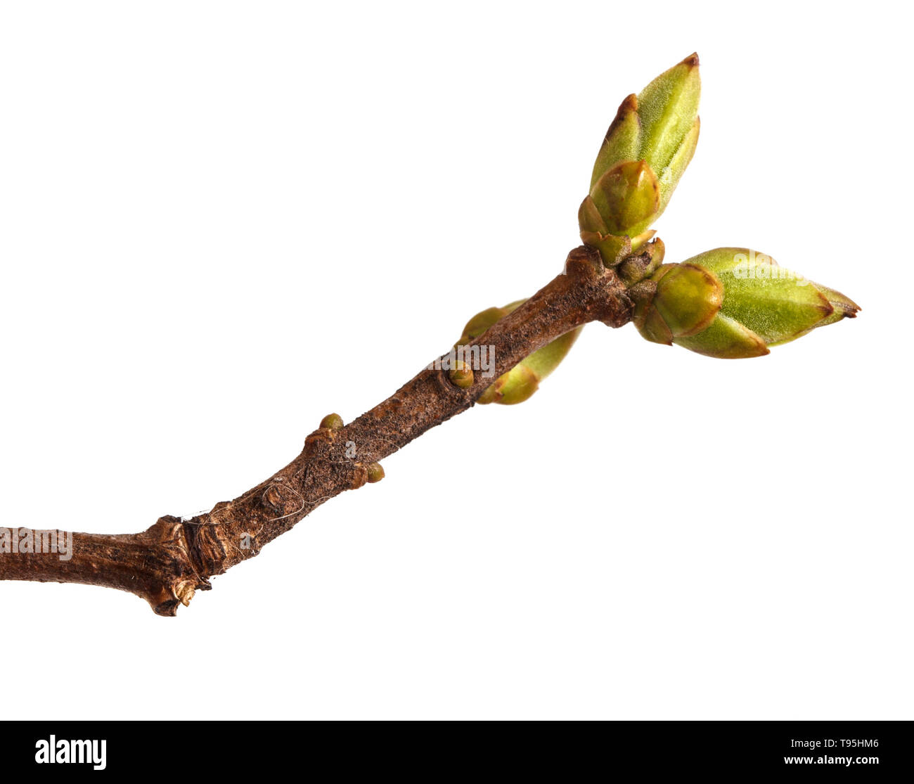 Swollen green buds on a branch of lilac. on a white Stock Photo - Alamy