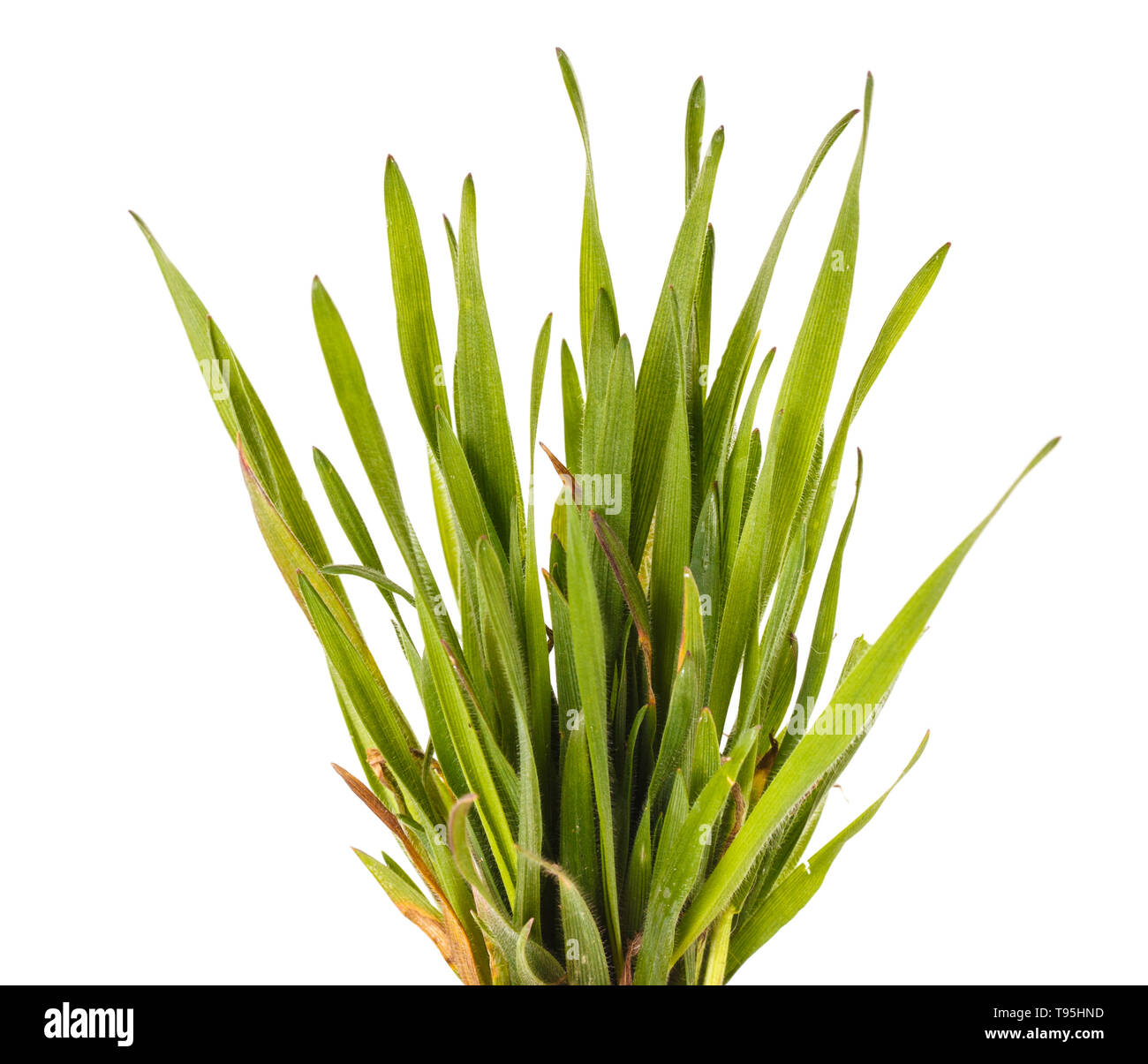 Lawn field greenery grass hi-res stock photography and images - Alamy