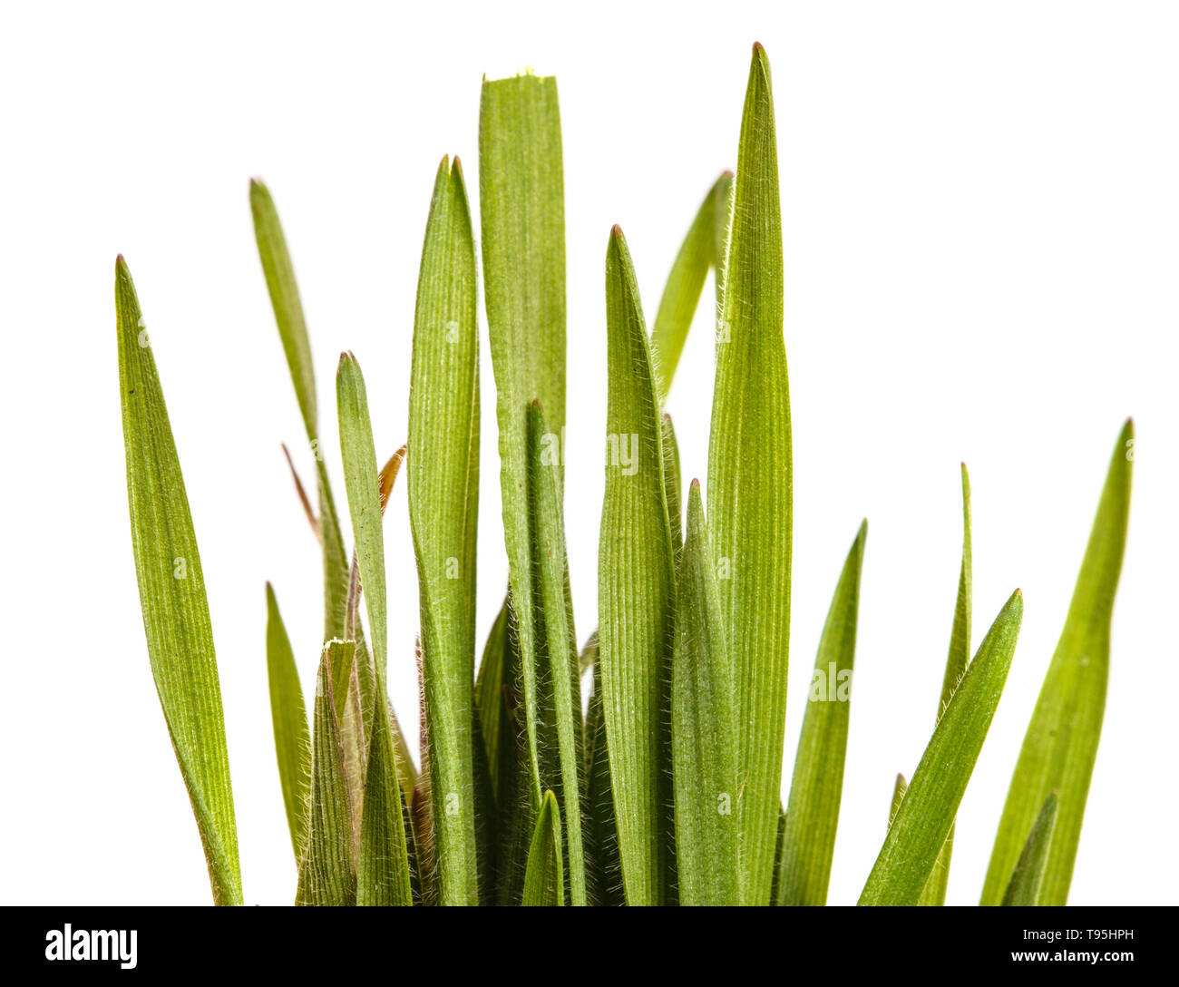 Green grass lawn isolated on white Stock Photo - Alamy