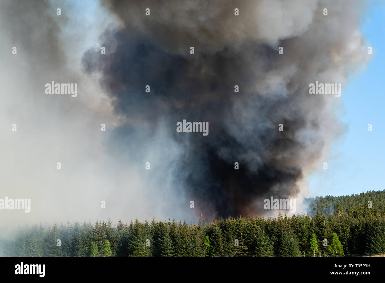 Moray, Scotland, UK. 16th May, 2019. Wildfire at Dunphail, Moray, UK ...