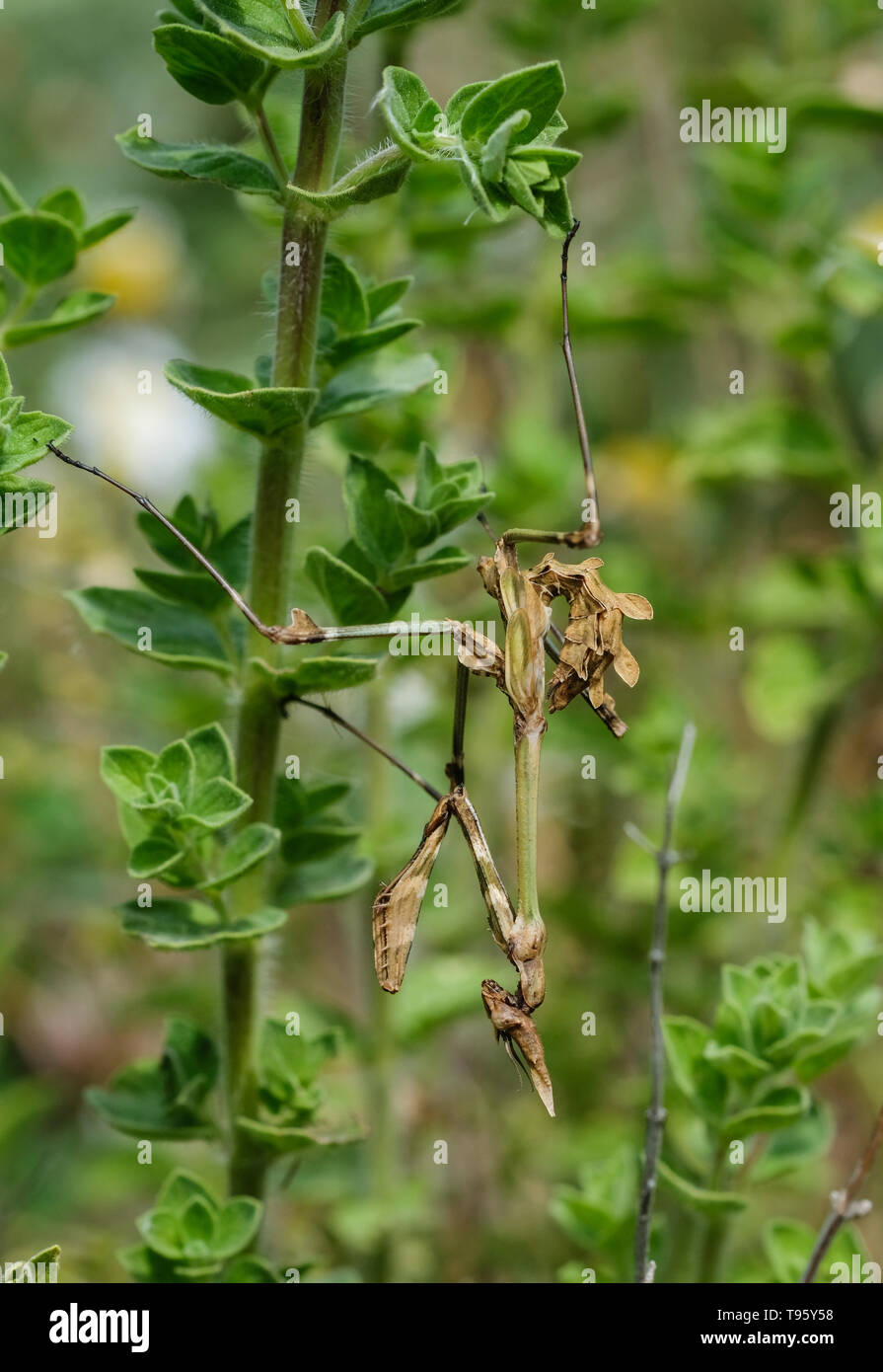 Kusadasi, Turkey. 19th Apr, 2019. A brown crested mantis Empusa pennata ...