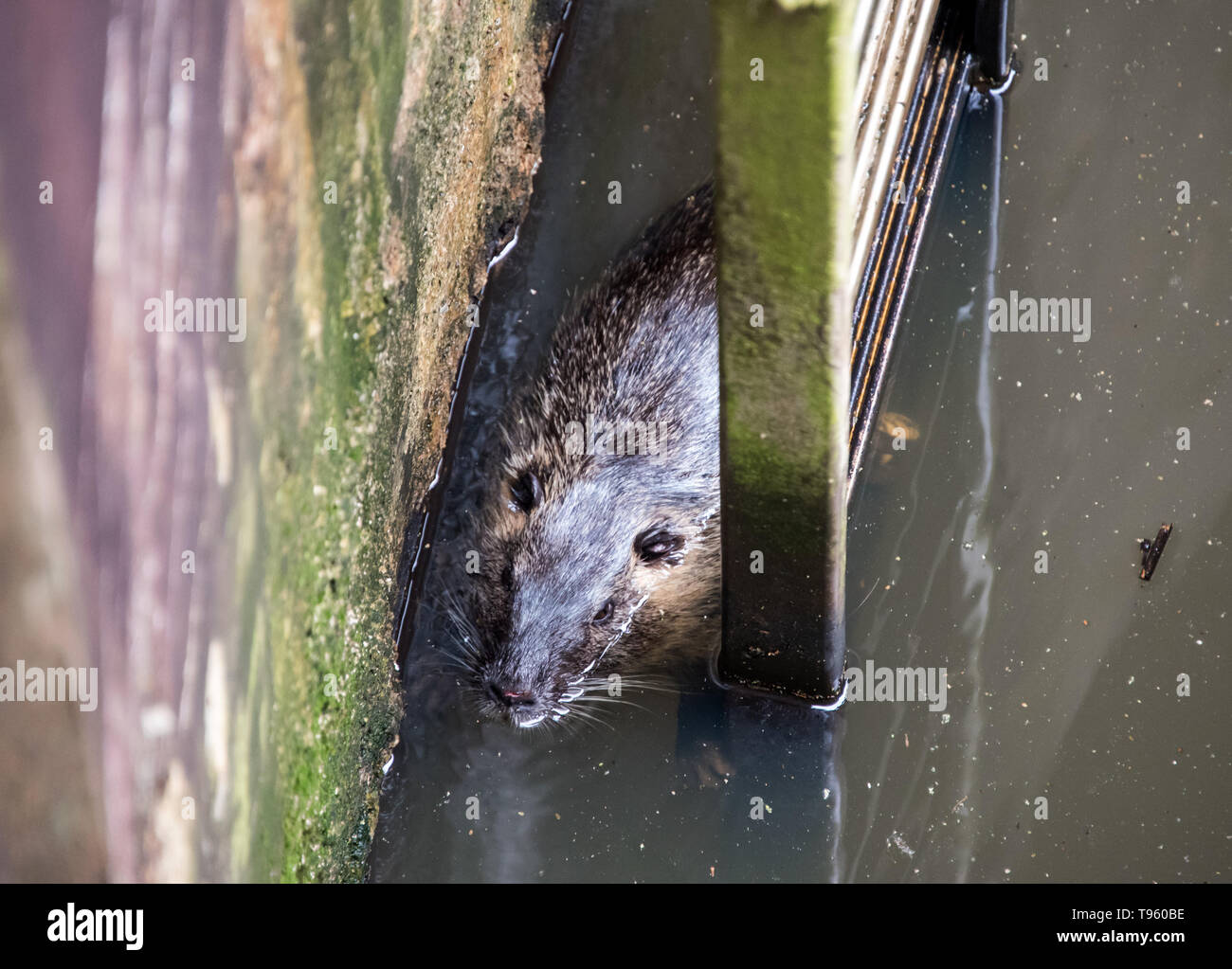 Hamburg, Germany. 17th May, 2019. A Nutria swims in a lock in the ...