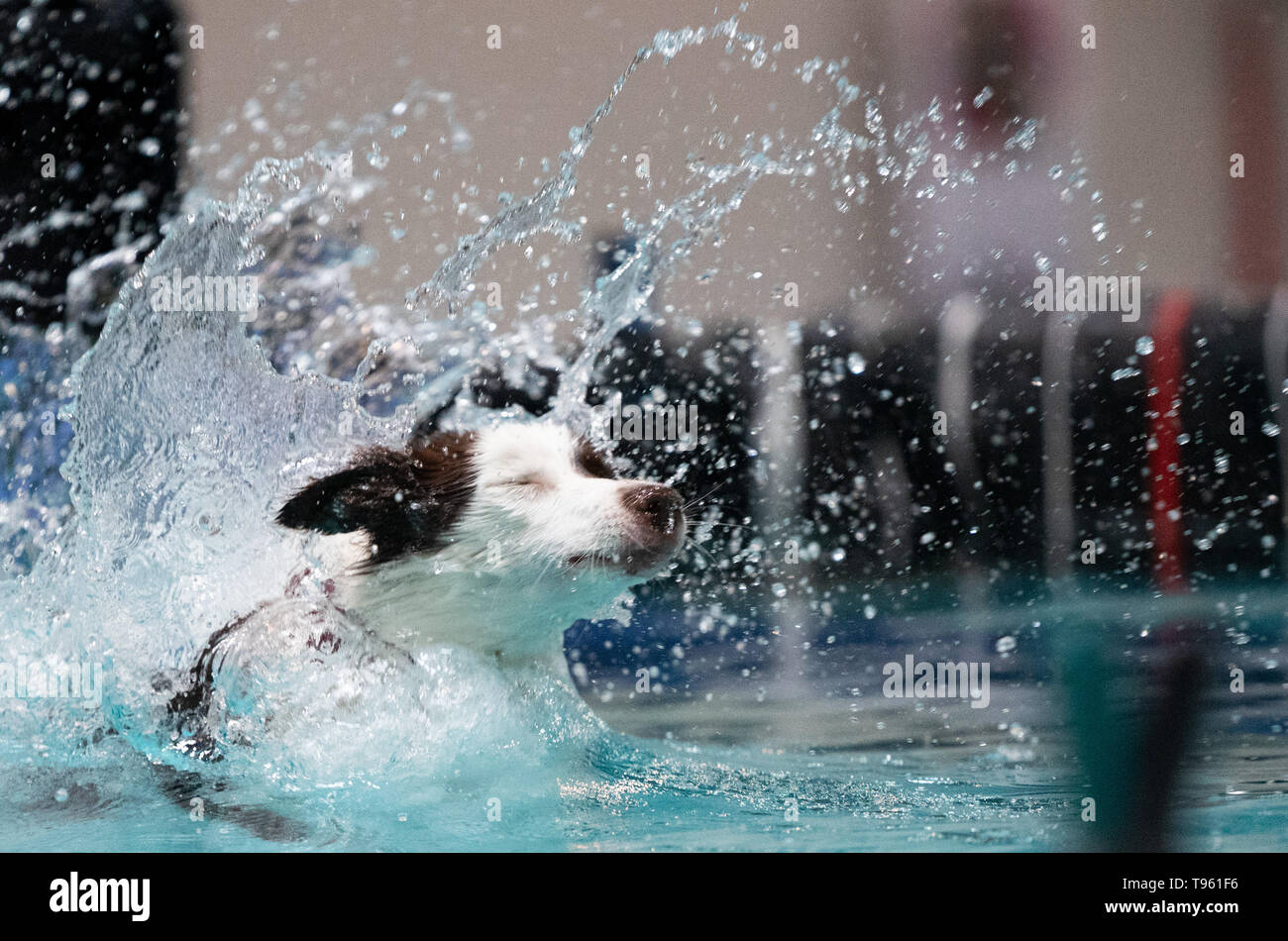 Dog jumps over pool hi-res stock photography and images - Alamy