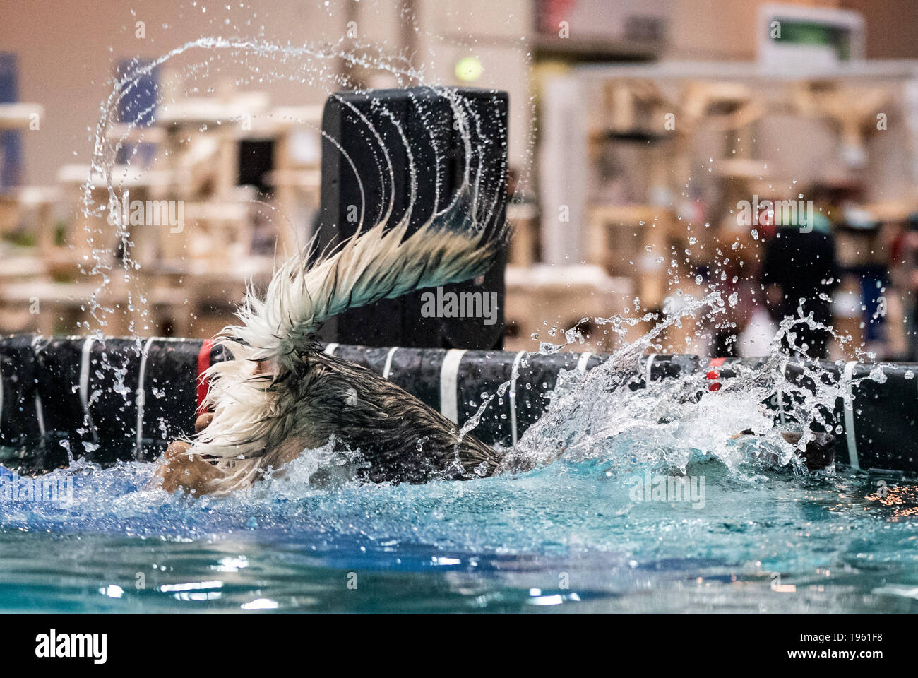 Cat ramp hi-res stock photography and images - Alamy