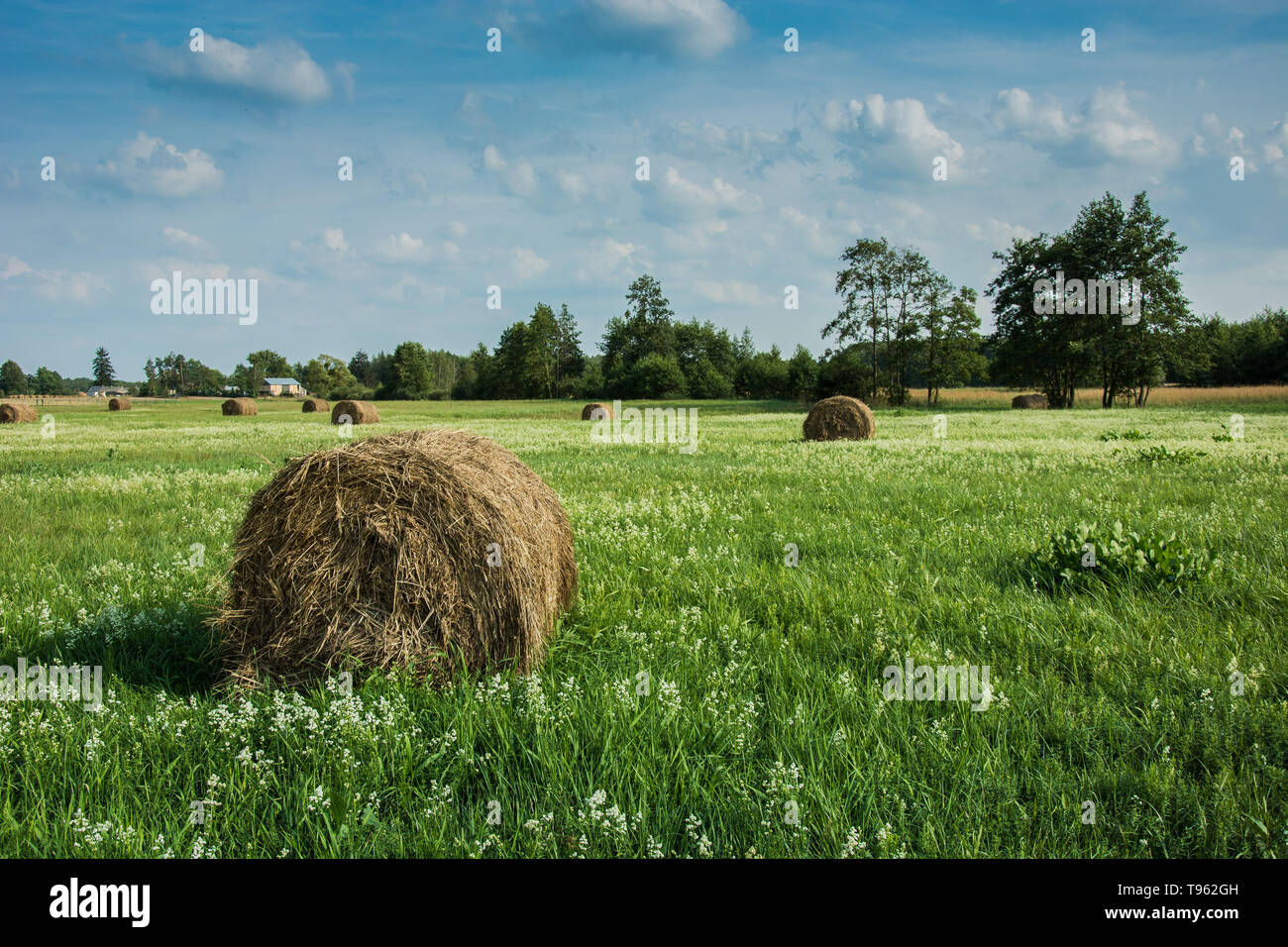 Round bales of hay on a green meadow with white flowers and forest ...