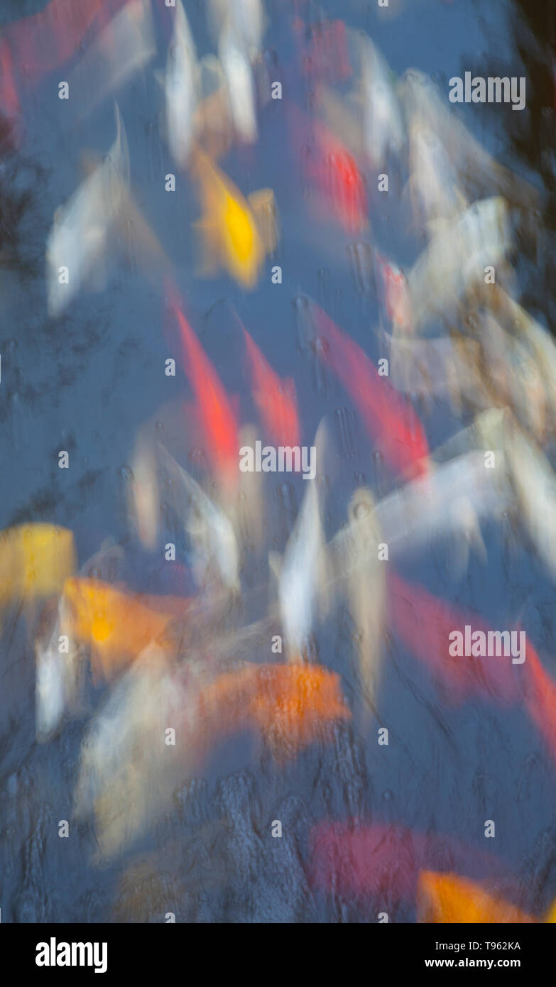 Japanese gardennishikigoi hi-res stock photography and images - Alamy