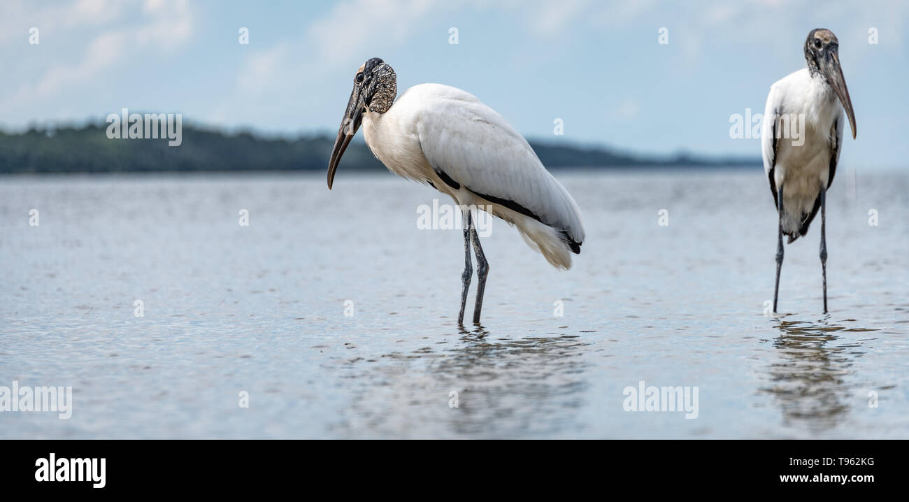 Florida A1a High Resolution Stock Photography and Images - Alamy
