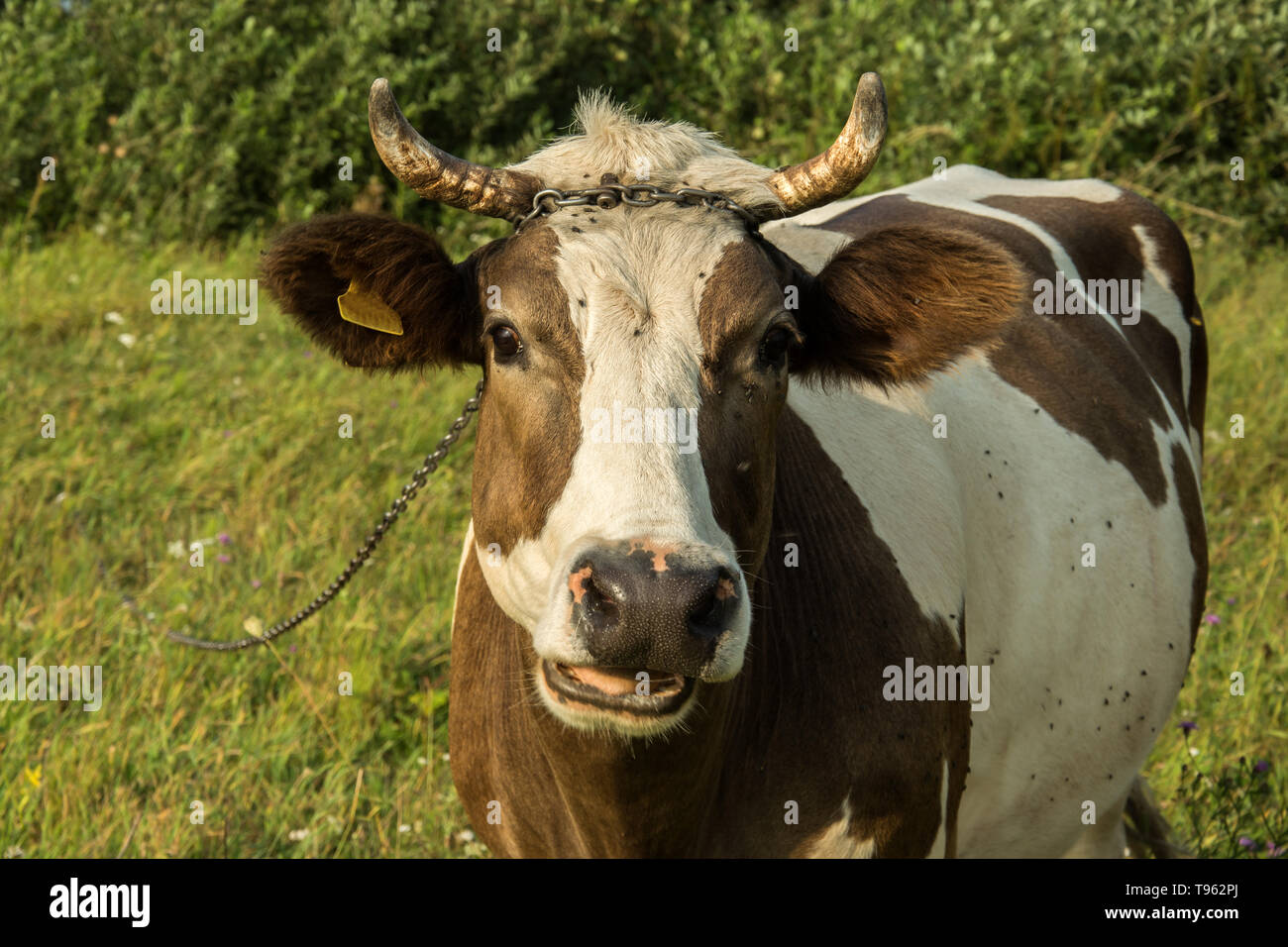 Attached to a chain hi-res stock photography and images - Alamy