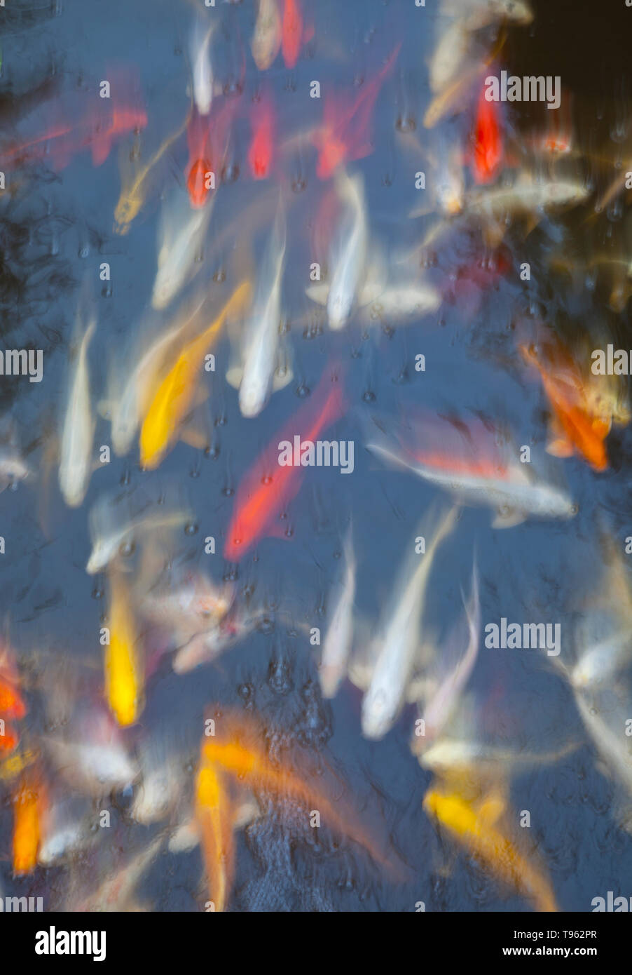 Pez koi. Japón Stock Photo - Alamy