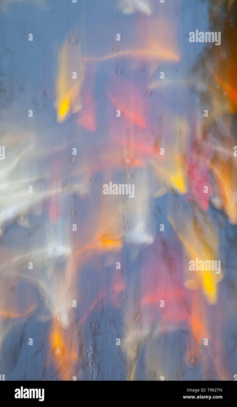 Pez koi. Japón Stock Photo - Alamy