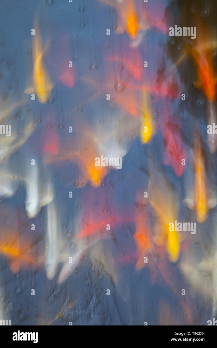 Japanese gardennishikigoi hi-res stock photography and images - Alamy