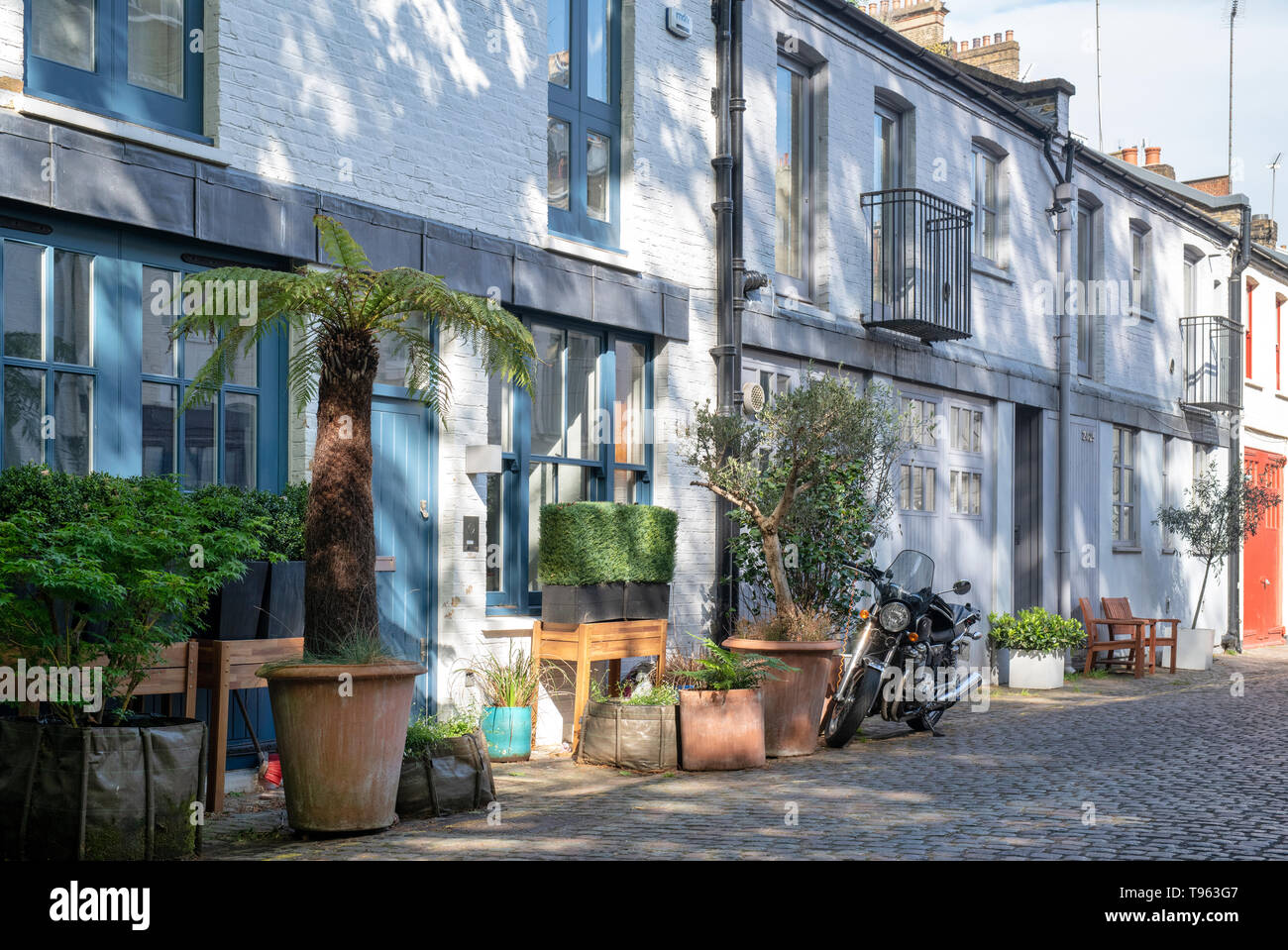 Small trees and shrubs in containers outside houses in Cranley mews ...