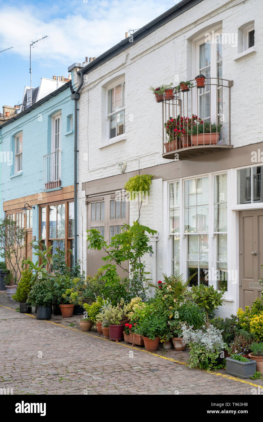 Small trees and shrubs in containers outside houses in Cranley mews ...