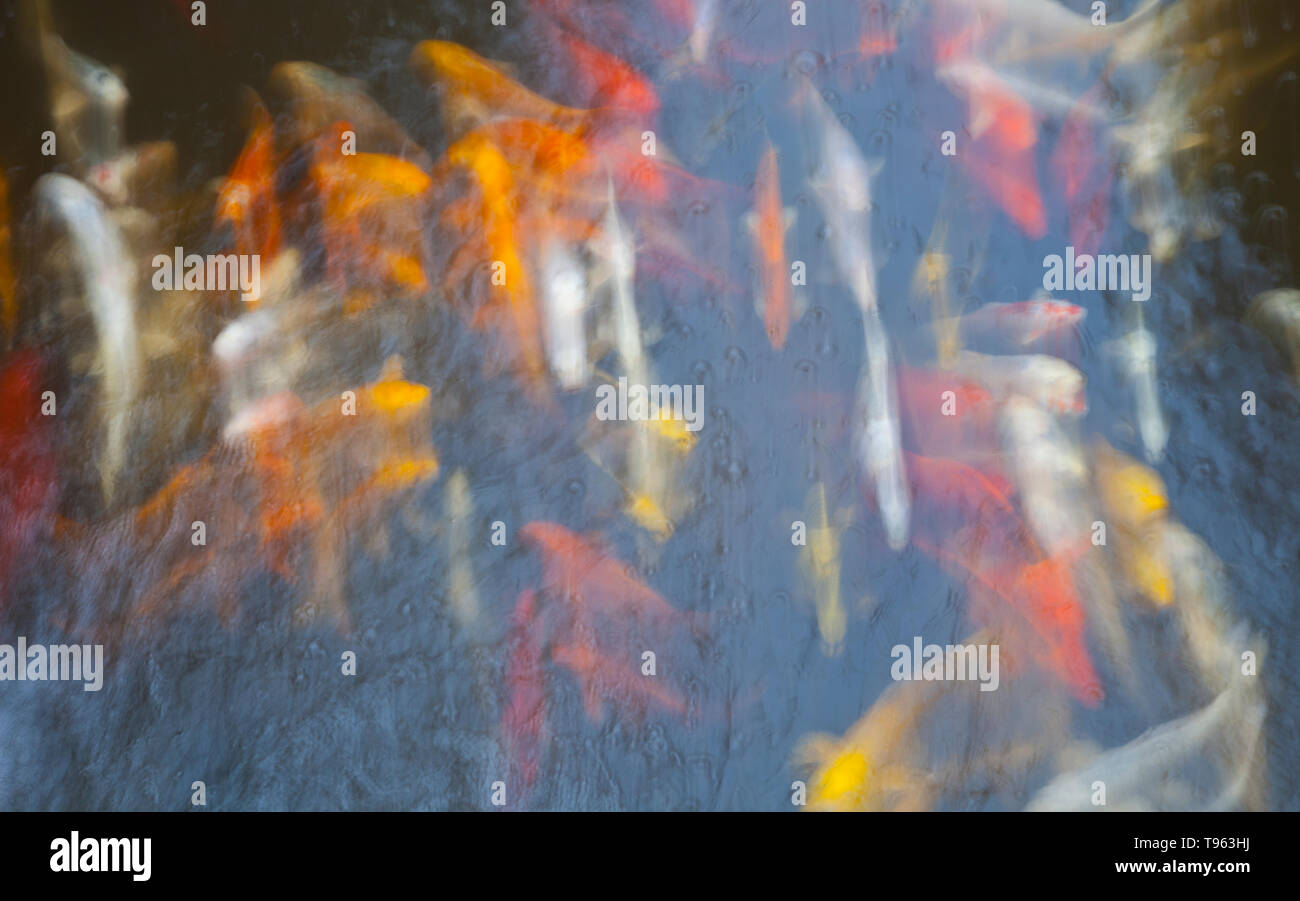 Pez koi. Japón Stock Photo - Alamy